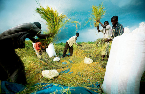 For Haiti’s rice farmers, much depends on the free flow of water ...