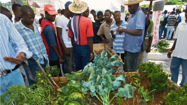 \-farming-farmer-farm-haiti-sustainable-produce-vegetables – HAITIAN ...
